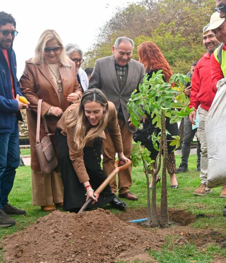 Se plantó el primer papayo en la Plaza de Armas como símbolo de su ...